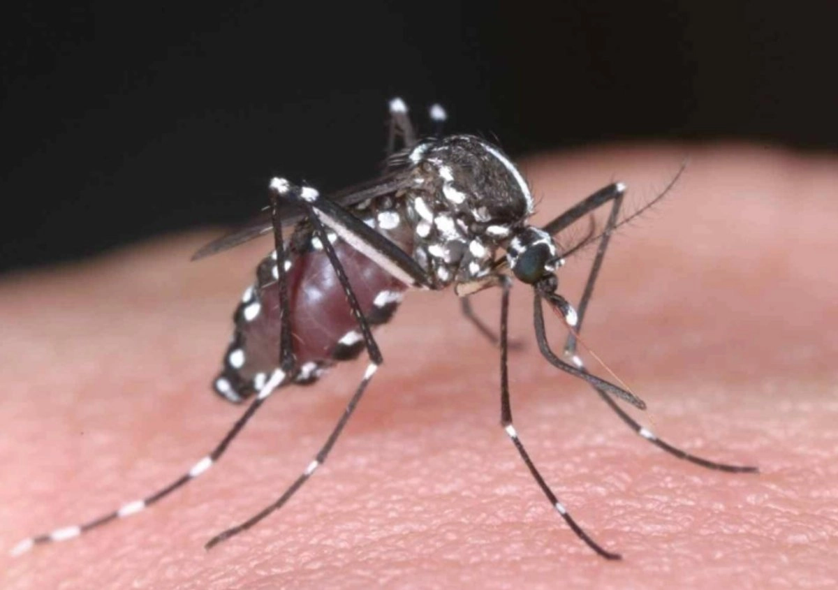 OPS pide a asistentes al Mundial protegerse contra dengue, zika y ...